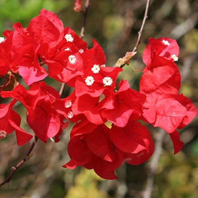 Gurveplantationi Bougainvillea Live Plant – Brighten Outdoor Spaces ...