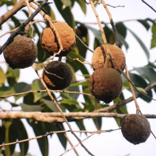 GODSOWNCOUNTRYIN Chaulmoogra Seeds - Traditional Medicinal Marotti (10 ...