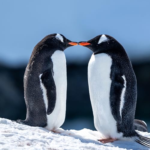 Amazon Music UnlimitedでCharlie ChilangoのFor a Nickelを