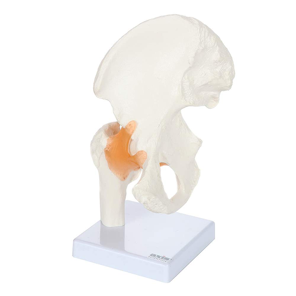 Buy RROWER Anatomy Model of A Human Hip Joint,Skeleton Anatomy Model ...