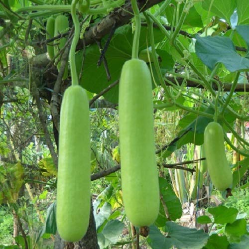 Creative Farmer Vegetable Seeds Sorekai, Halu Seeds - Bottlegourd Seeds ...