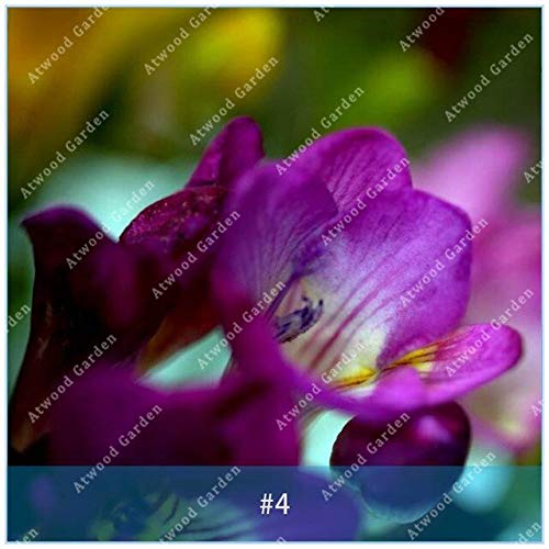 Sia Seeds Home Garden Seeds Perennials Flower Seeds Rate Easy Grow ...