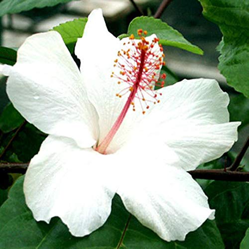 Plants Point White Flower Hibiscus (Chembarathi) Plant 1- Healthy Plant ...