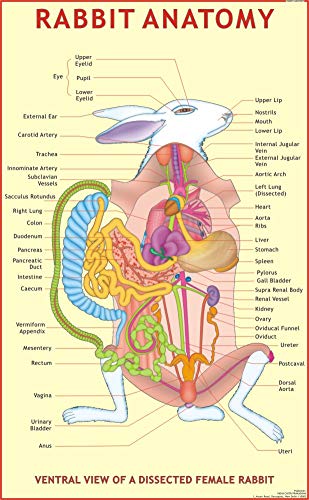 Rabbit Anatomy