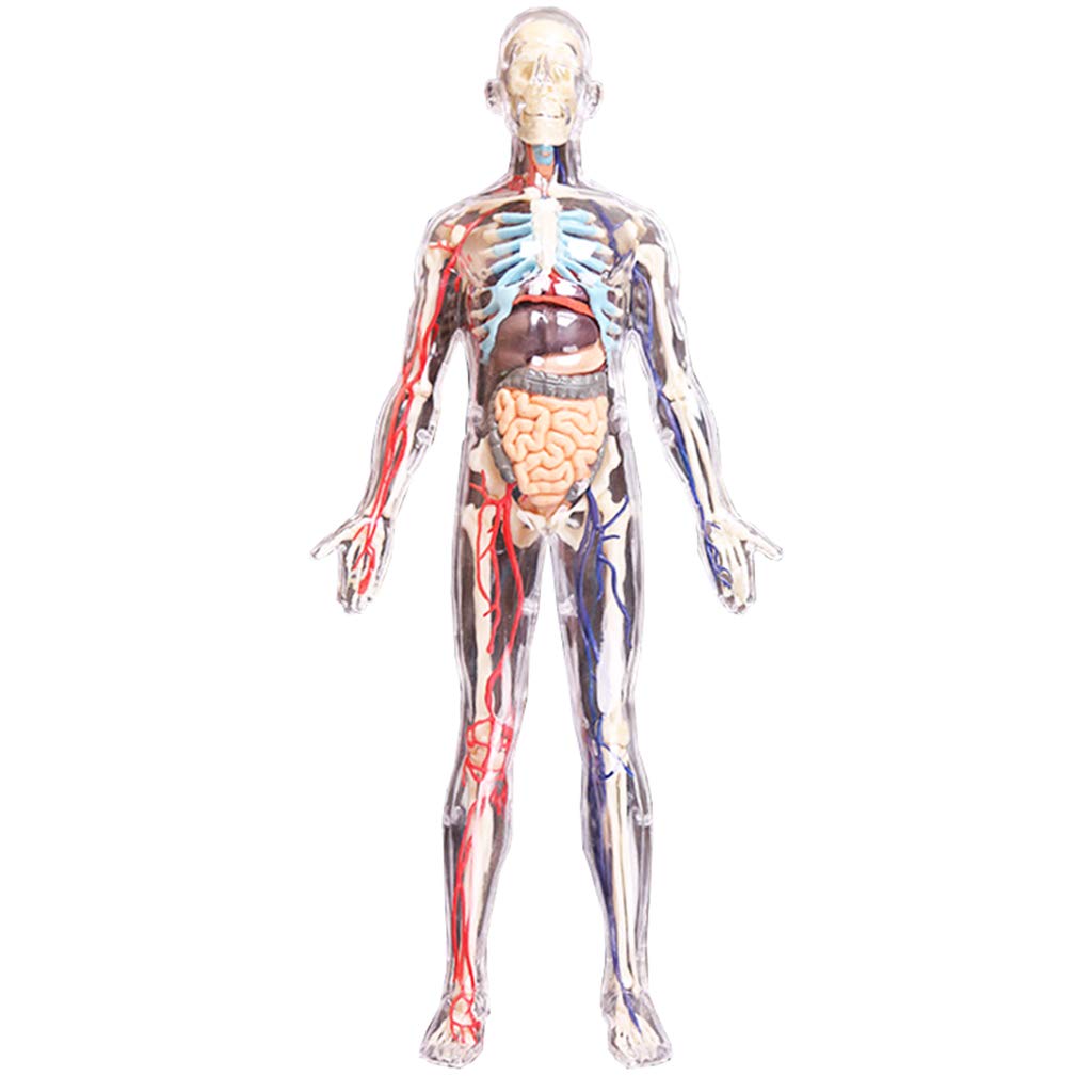 Buy LUCKFY Human Skeleton Model - 1:6 Whole Body Transparent Detachable ...