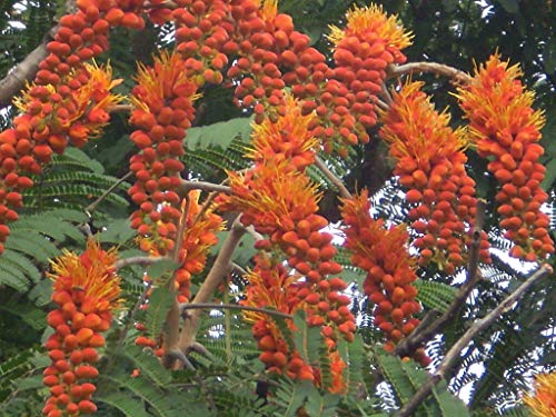 Colville's Glory Tree (Colvillea racemosa) - Growing Guide - Outdoor ...