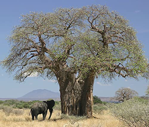 Baobab tree - How to grow & care