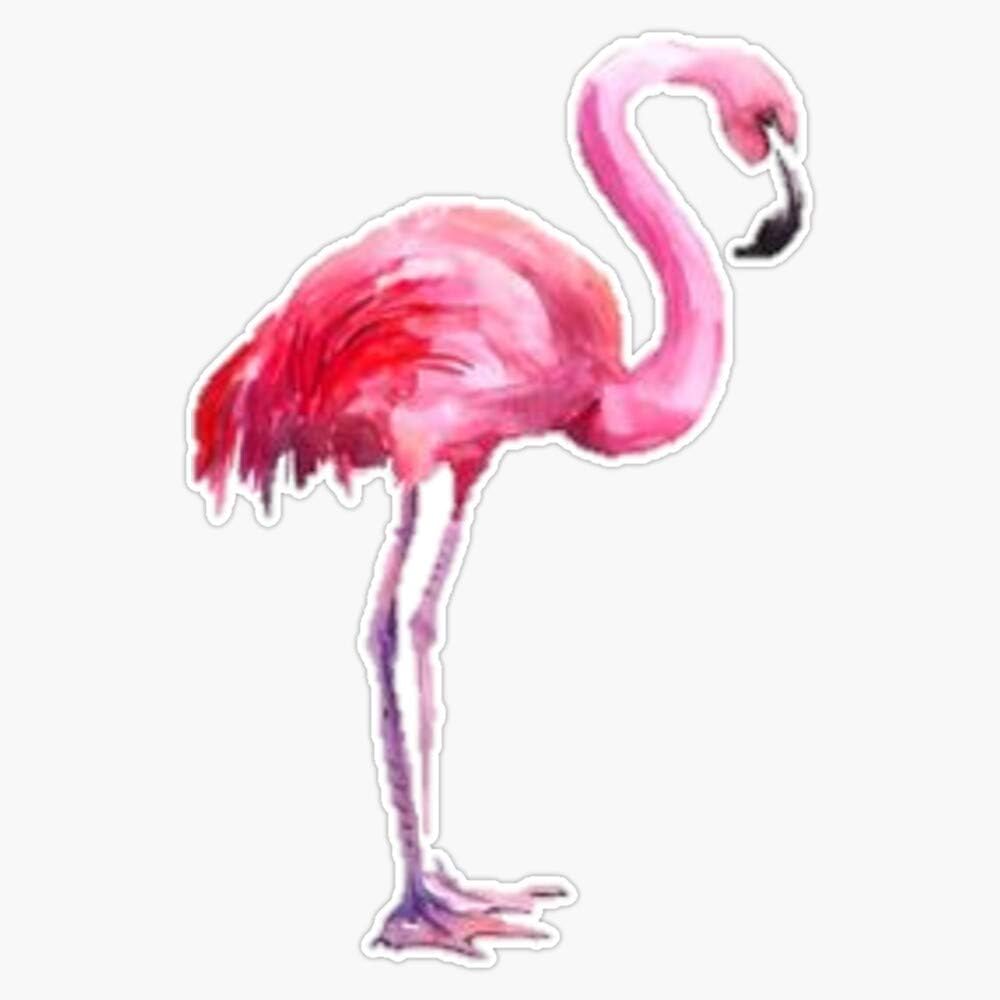 Amazon.com - Flamingo Sticker Vinyl Sticker Decal (2 Pack) - 5 Inches ...