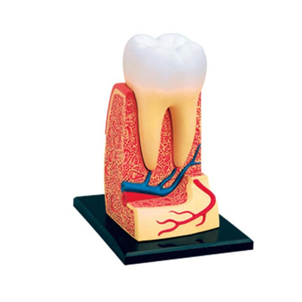 Buy Removable Teeth Anatomy Model Tooth Prosthesis Demonstration Tool ...