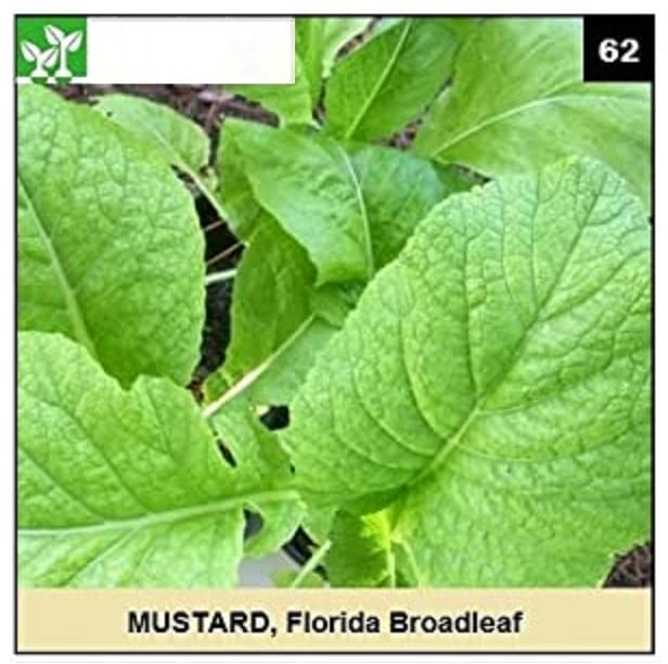 VibeX FLORIDA BROADLEAF MUSTARD-100 Seeds : Amazon.in: Garden & Outdoors
