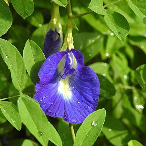 Blue Shankupushpam / Aparajitha / Sangu Poo / Clitoria ternatae ...