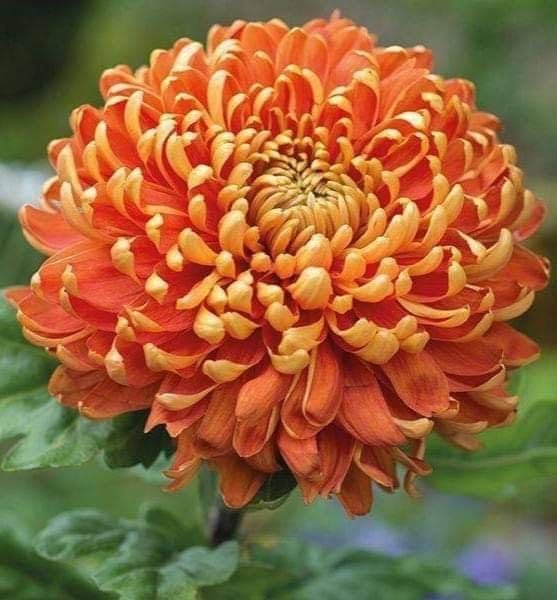 CHRYSANTHEMUM (CHANDRA MALLIKA) FLOWER PLANT : Amazon.in: Garden & Outdoors