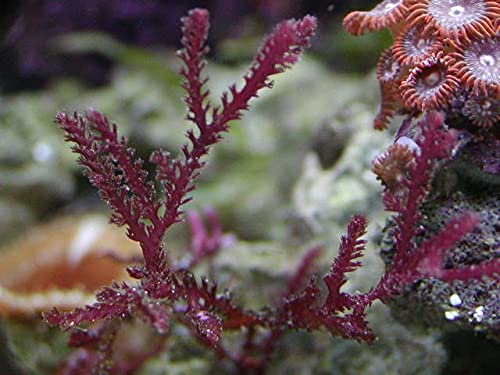 Refugium Macroalgae