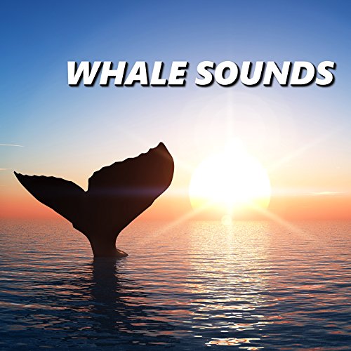 Amazon.com: Whale Sounds : Whale Sounds Relaxation: Digital Music