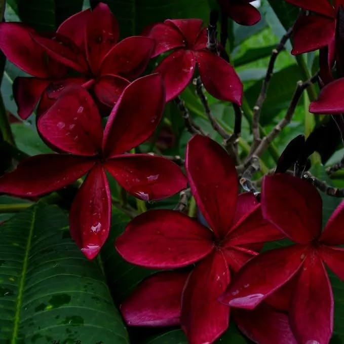 Plumeria Frangipani Blood Red, Temple Tree : Amazon.in: Garden & Outdoors