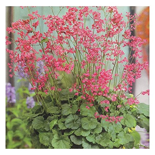 Heuchera sanguinea - How to grow & care