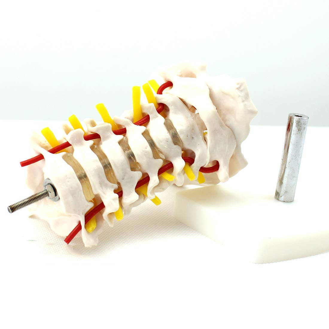 Buy CPY-EX Cervical Vertebrae Model - Human Cervical Vertebrae with ...