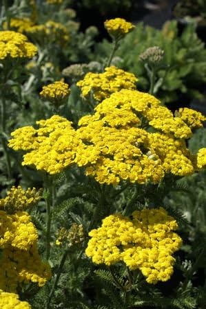 Amazon.com : Coronation Gold Yarrow Perennial - Achillea - Quart Pot ...