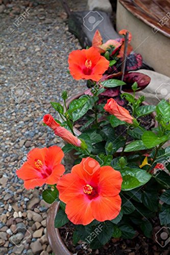 Plants Point Grafted White Flower Hibiscus (Chembarathi) Plant (Live ...