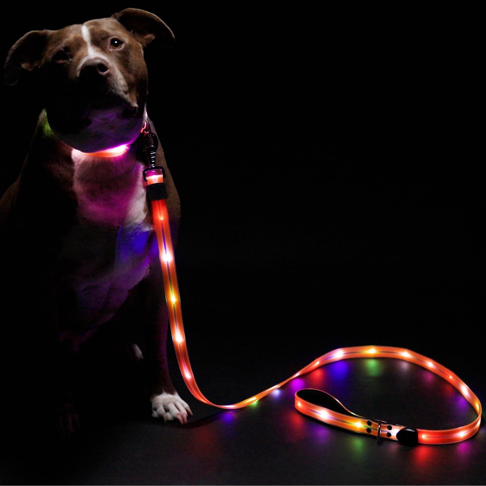 Amazon.com : LED Dog Leash - 6ft Light-Up for Evening Walks - High ...