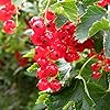 Amazon.com : Red Currant Bush Live Plant, Red Currant Plant Live for ...