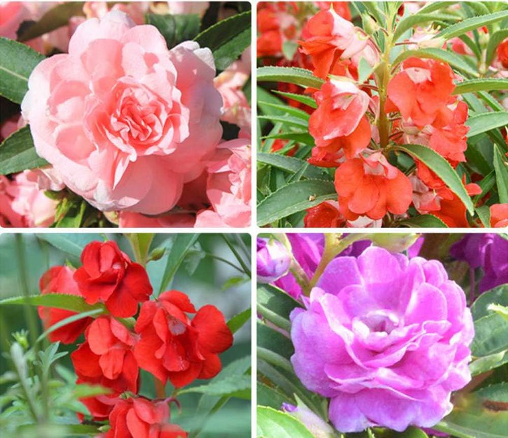 Amazon.com: 100+ Mixed Impatiens Balsamina Balsam Camelia Impatiens ...