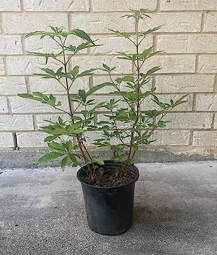 Amazon.com : 1 Gallon Vitex - Chaste Tree - Texas Lilac - : Patio, Lawn ...
