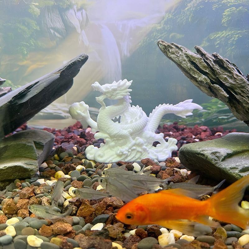 Dragon Fish Aquarium