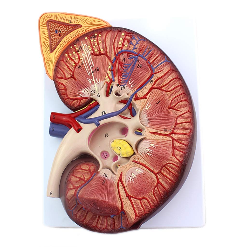 Buy LUCKFY Kidney Anatomical Model Zoom In 3 Times Renal Adrenal Gland ...