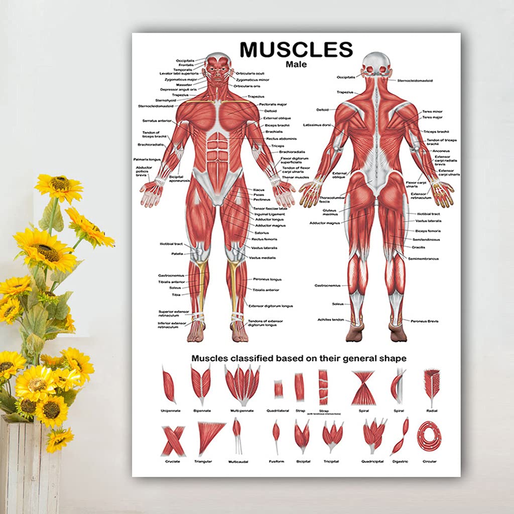 Muscular Anatomy Chart 30 Muscle Anatomy Chart | Example Document