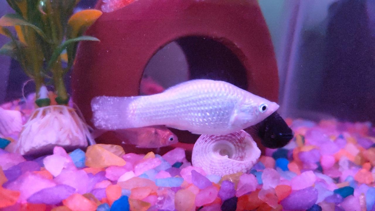 Wild Paracidol Fish Internal Care Aquarium Fishtank - 120Ml Treats 600 ...