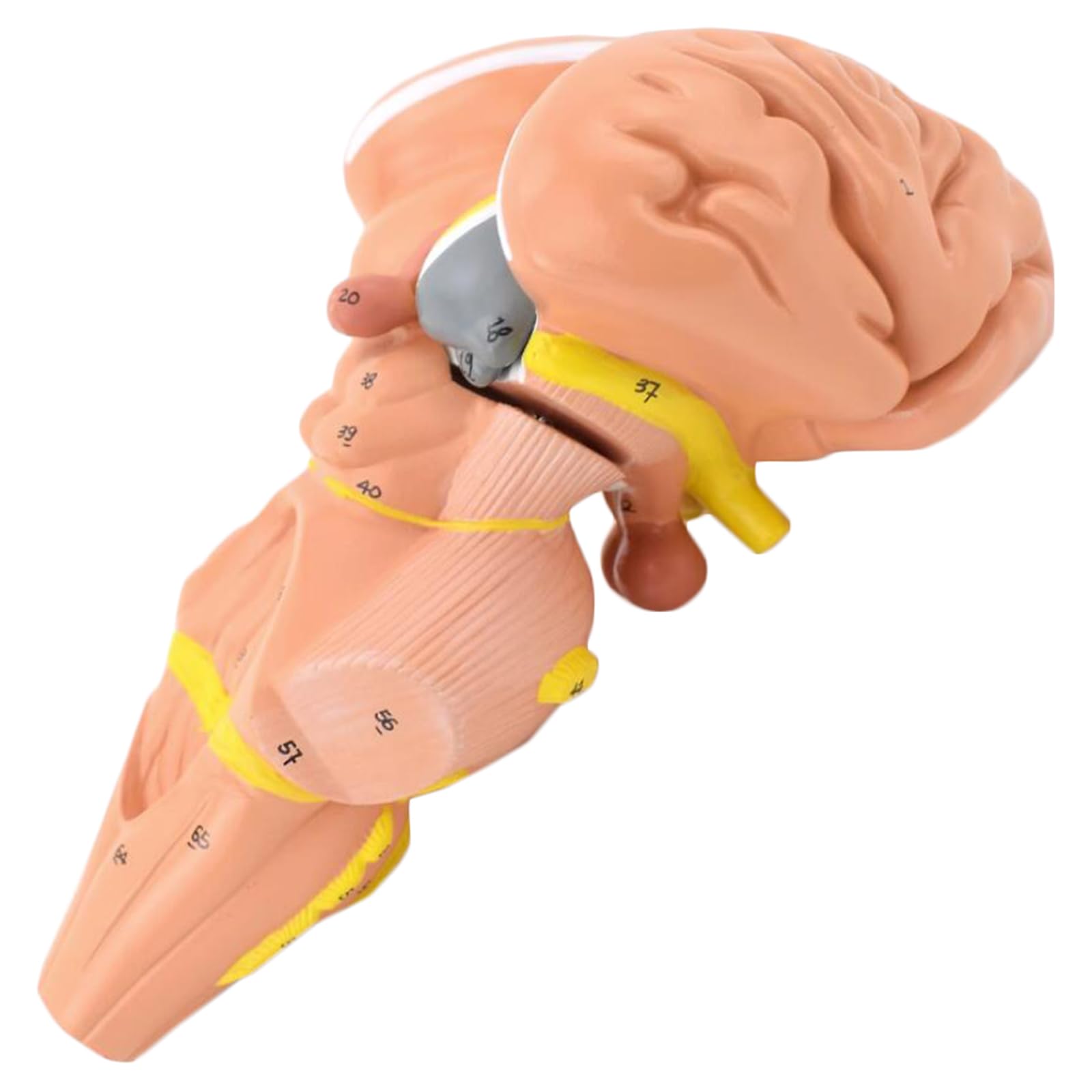 Brain Stem Anatomy Model Brainstem: Location, Anatomy, Parts, Function