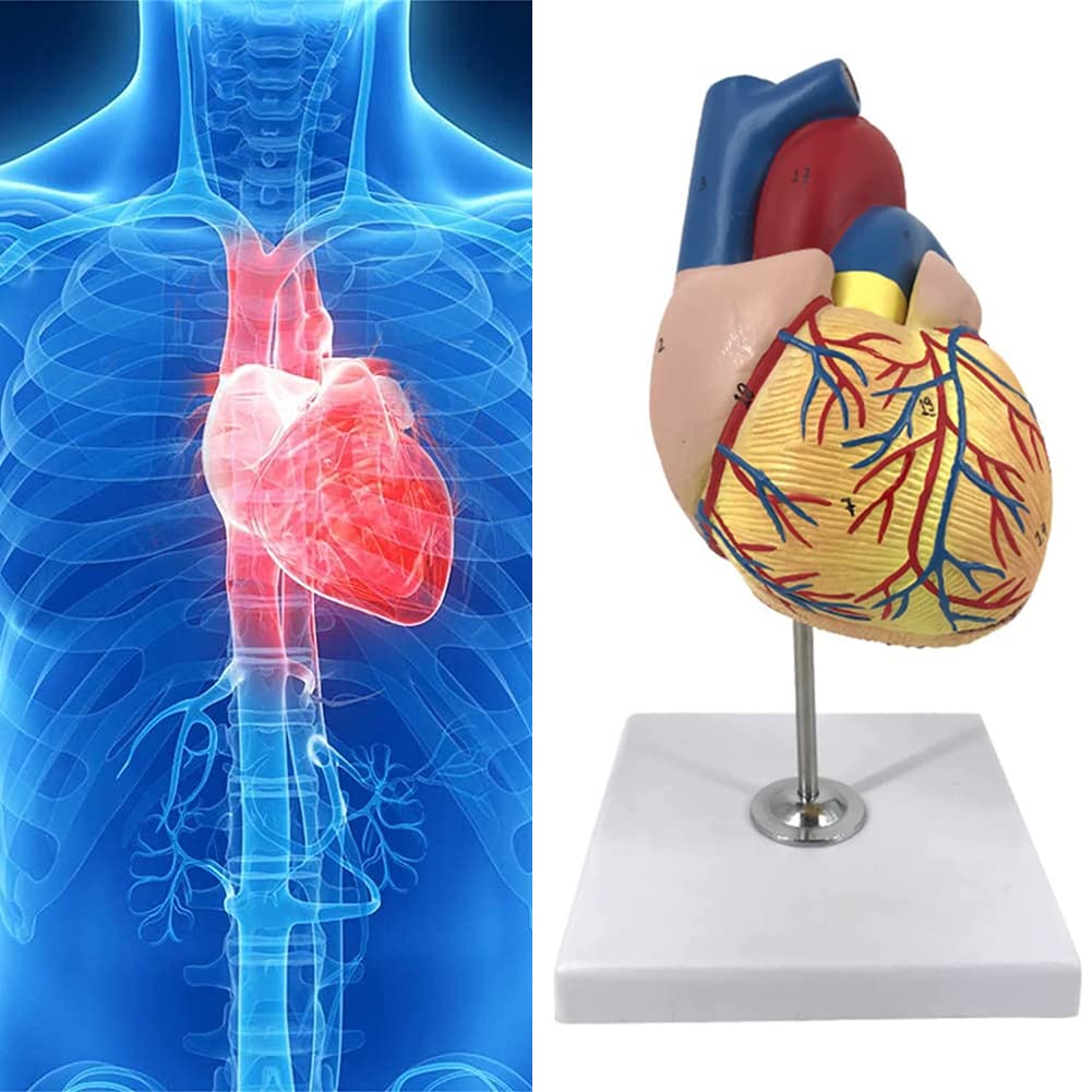 Diagramma Del Cuore Umano Image Of Schema Che Mostra L'esterno E Una