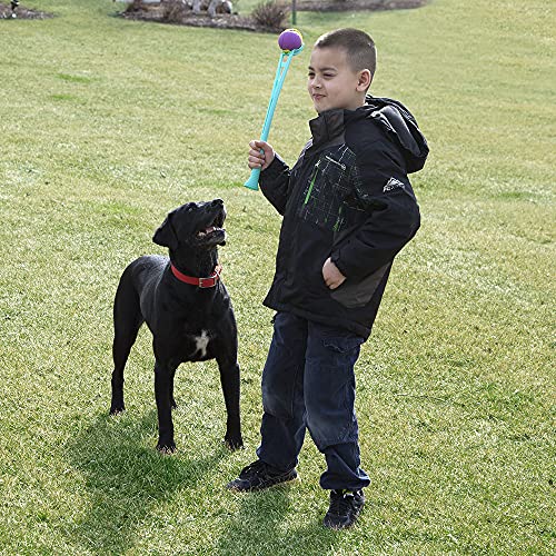 Chew King Ball Launcher - Buy Online