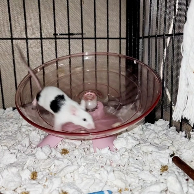 Watch Hamster Flying Saucer Hamster Silent Exercise Wheel on Amazon Live