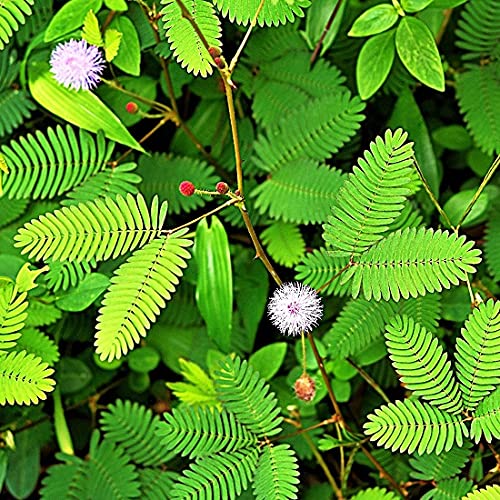 Kapebonavista Lajakuli Lajwanti Sensitive Mimosa pudica plant : Amazon ...
