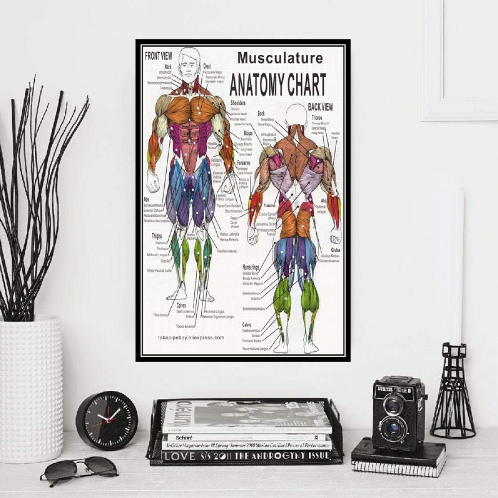 Anatomy Poster 1PC Muscular System Anatomical Poster Muscle Anatomy ...