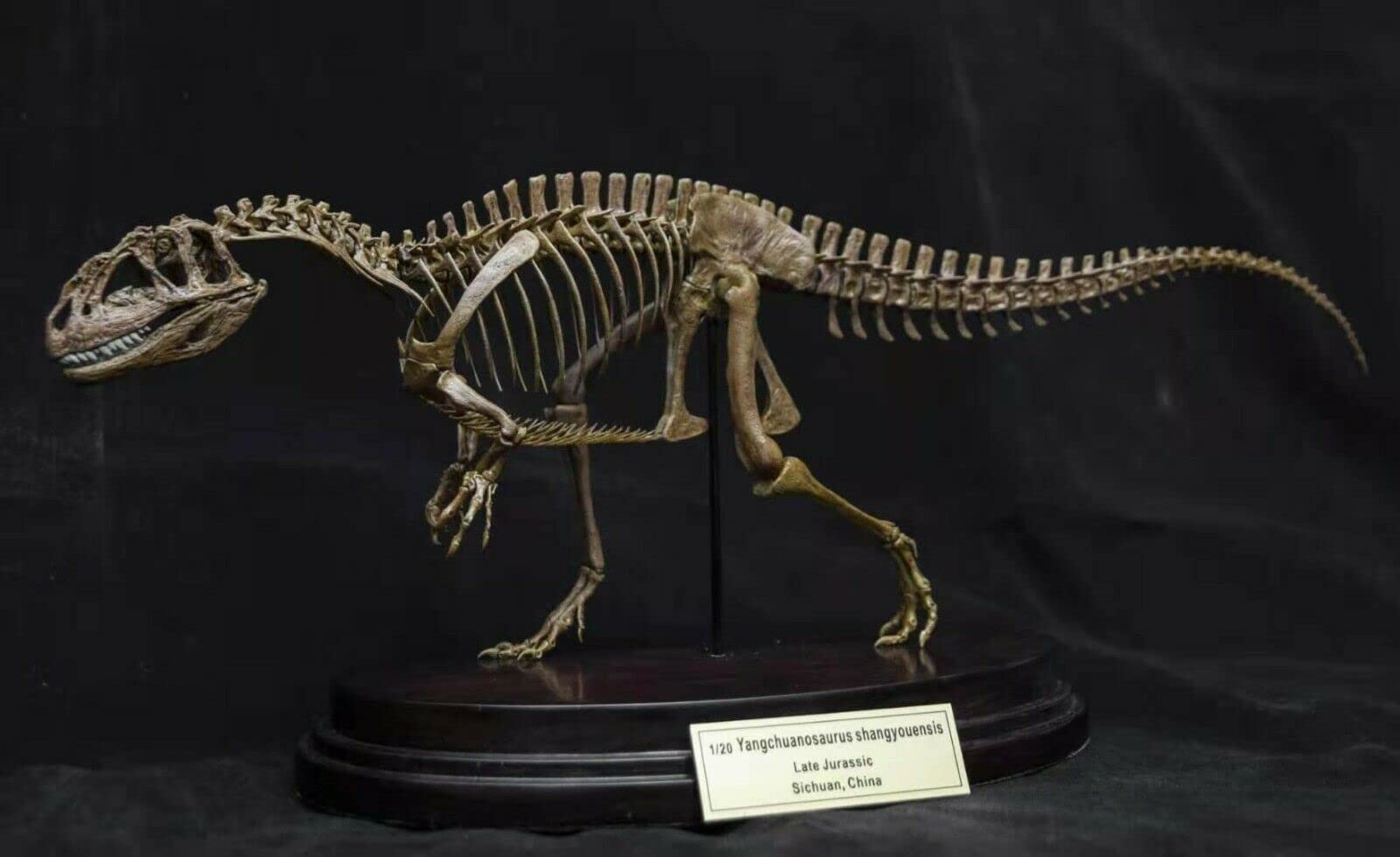 Yangchuanosaurus Skeleton Yangchuanosaurus Photographic Prints For