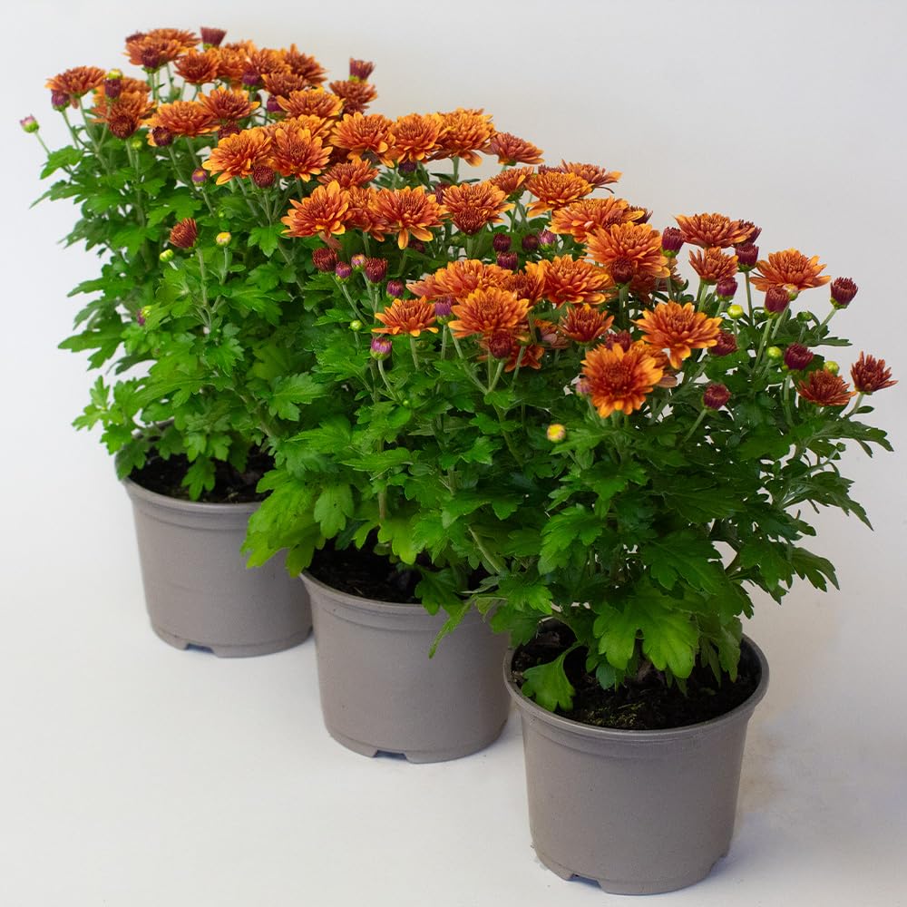 3 x Chrysanthemum Garden mums - Plants Outdoor Garden Ready, in 10.5cm ...