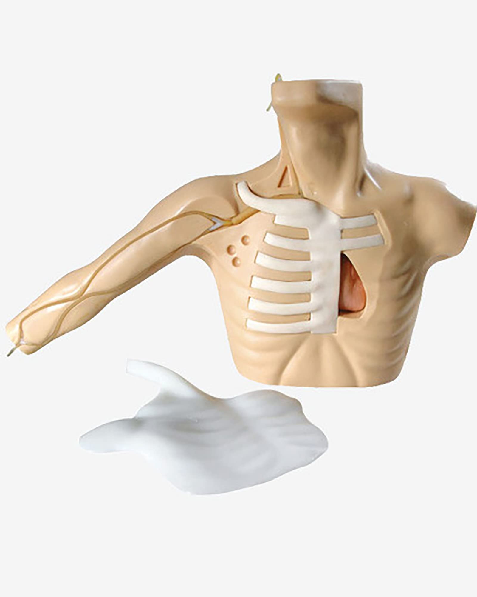 Buy YNB Adult Central Venous Puncture Cannula Model Subclavian Vein ...