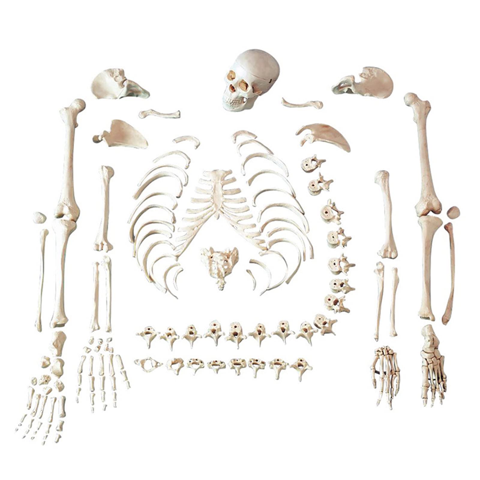 Disarticulated Human Skeleton Model For Anatomy Life Sized Anatomical ...