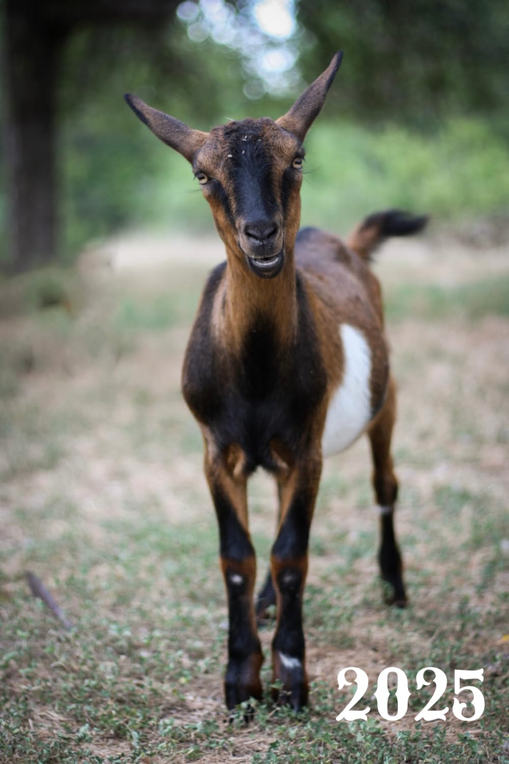 Amazon.com: 2025 Goat 6" x 9" Planner: Daily Weekly Organizer Calendar ...