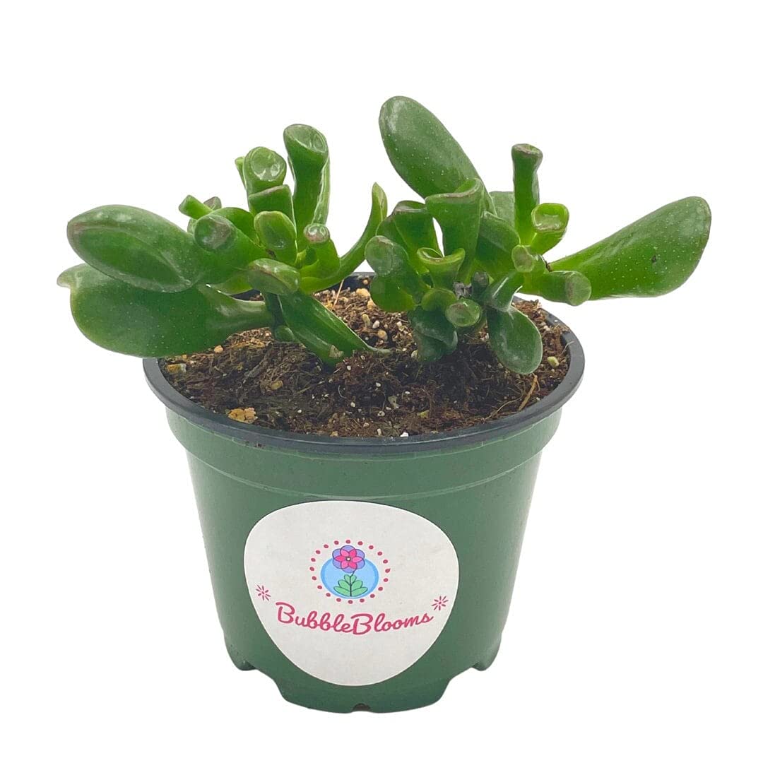 Buy Shrek's Ears (Crassula Ovata 'Gollum Jade) Shrek Ears, Ogre's Ears ...
