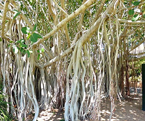 Kapebonavista® Banyan tree Barh Khongnang taru Bargad Vat Alai Marri ...