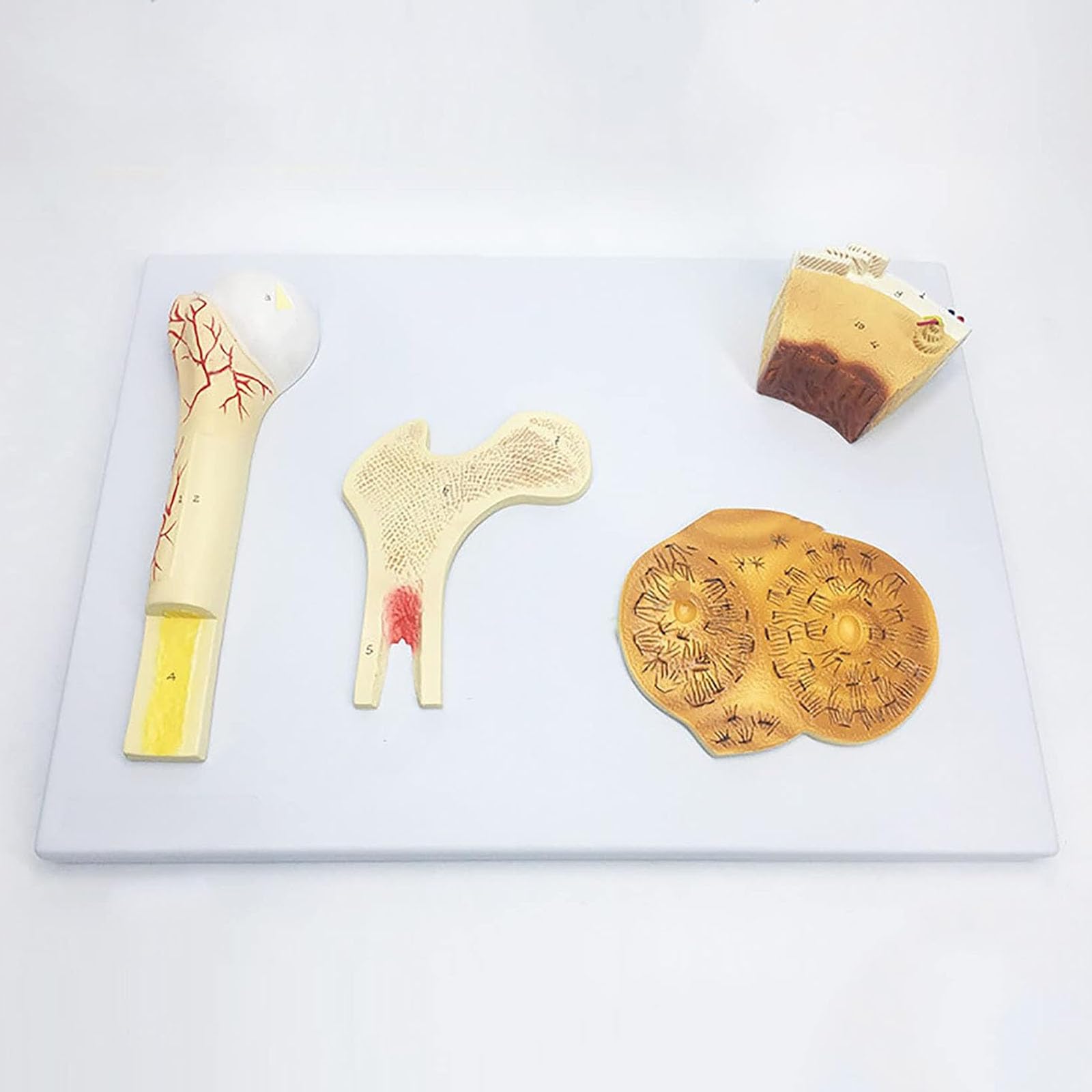 Bone Tissue Model Labeled