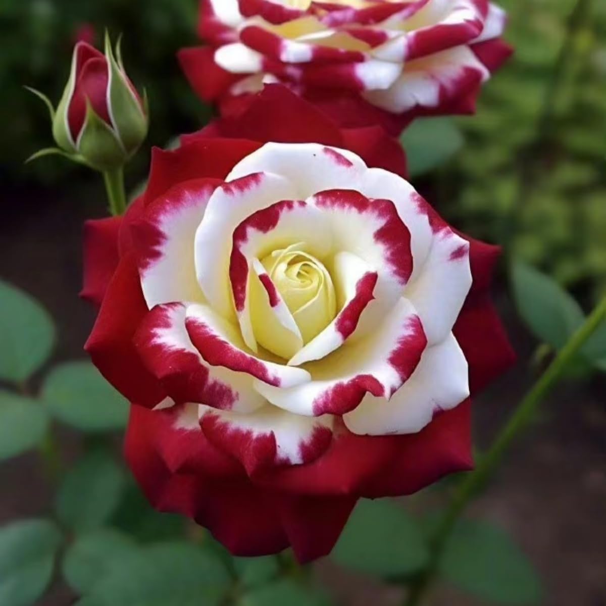 100+ PCS Rare Twin Red White Rose Seeds - Heirloom Non-GMO Flower Seeds ...