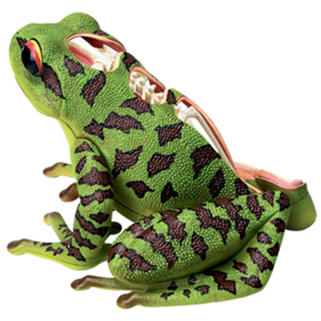 Frog Body Diagram Vector Body Parts Of The Cute Cartoon Frog. Animals