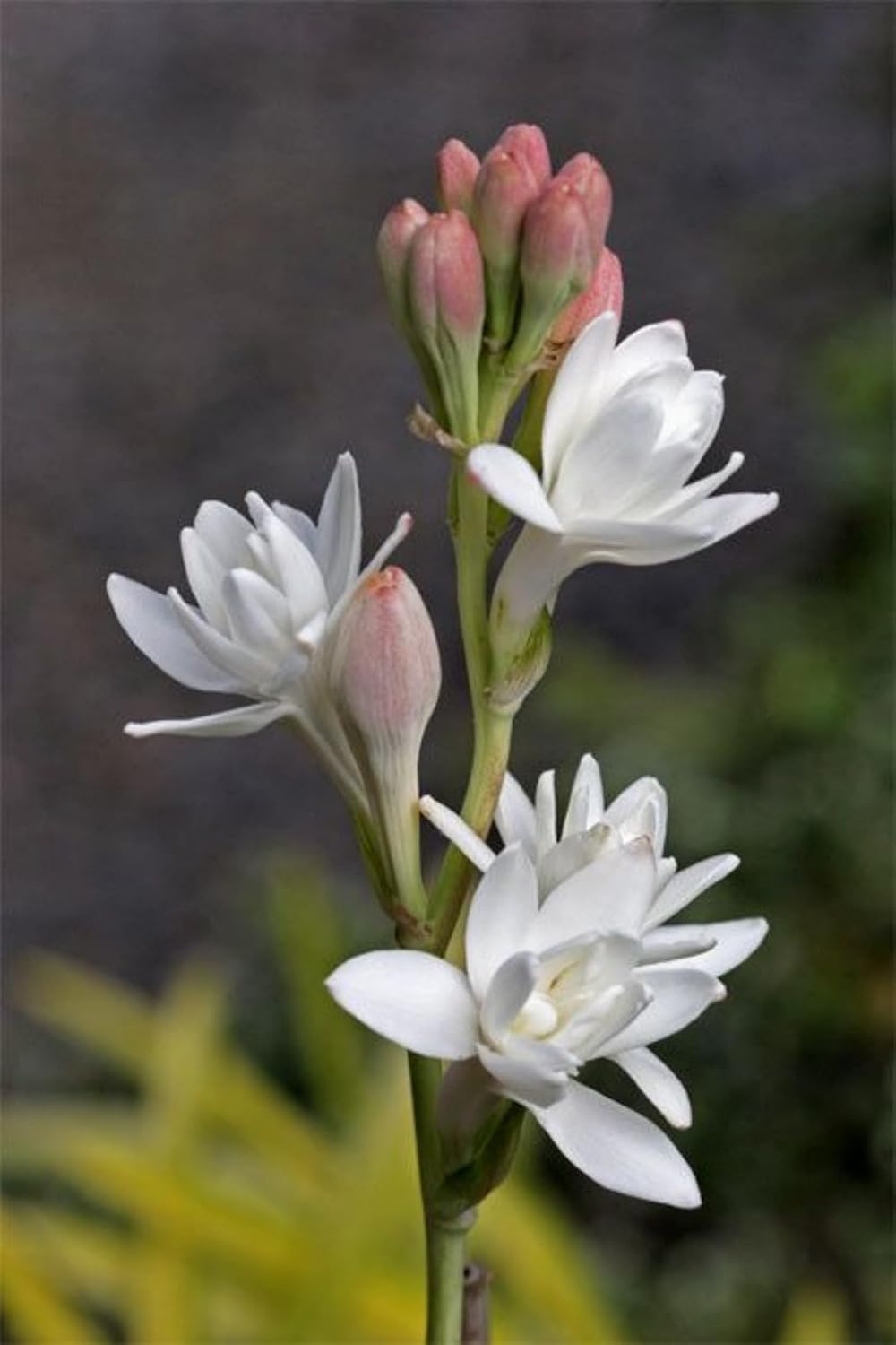 Bulbes de tubéreuse tubéreuse fleur la tubéreuse graine tubéreuse ...