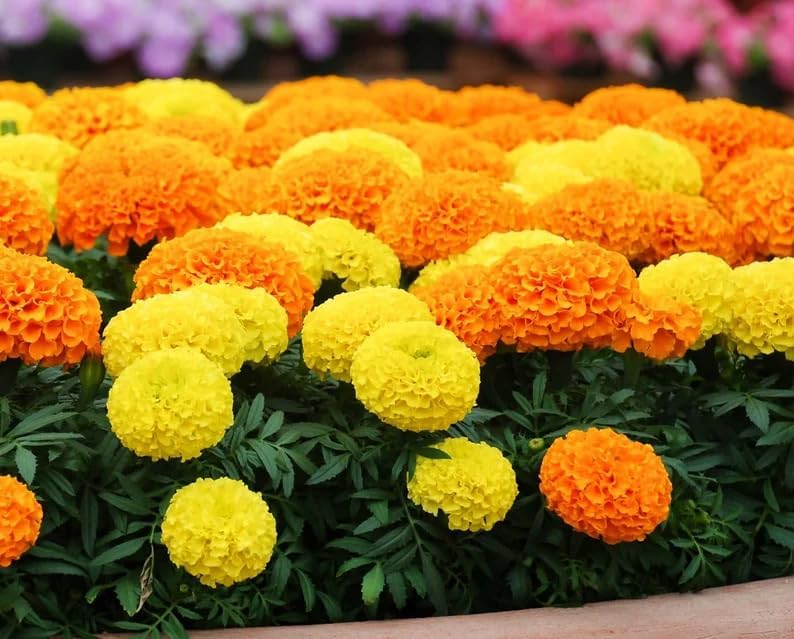 Amazon.com : Premium Marigold Mix Seeds (1000 Count) - Hardy Annual ...