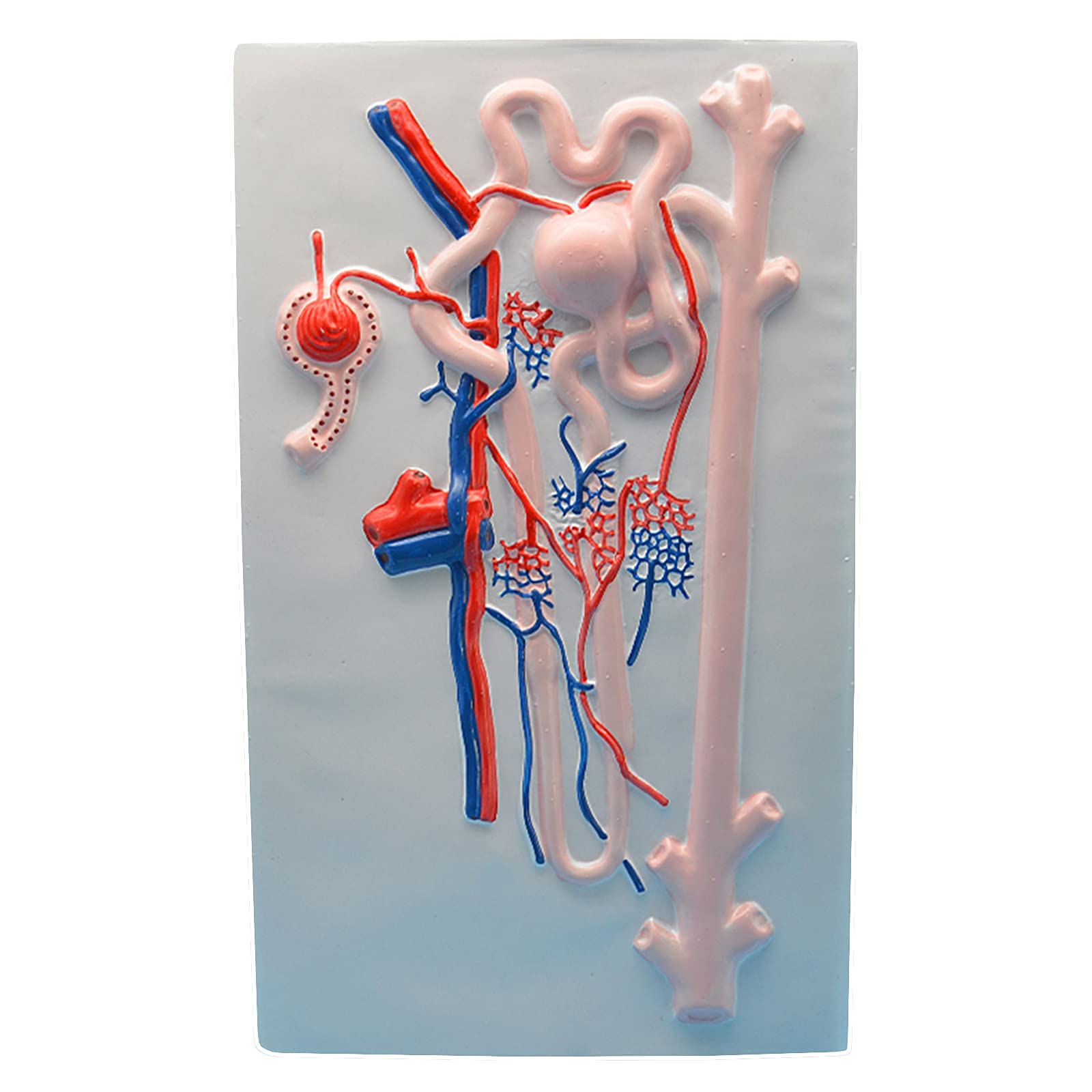 Buy Kidney, Nephron and Glomerulus d Model - Human Kidney Model - Human ...